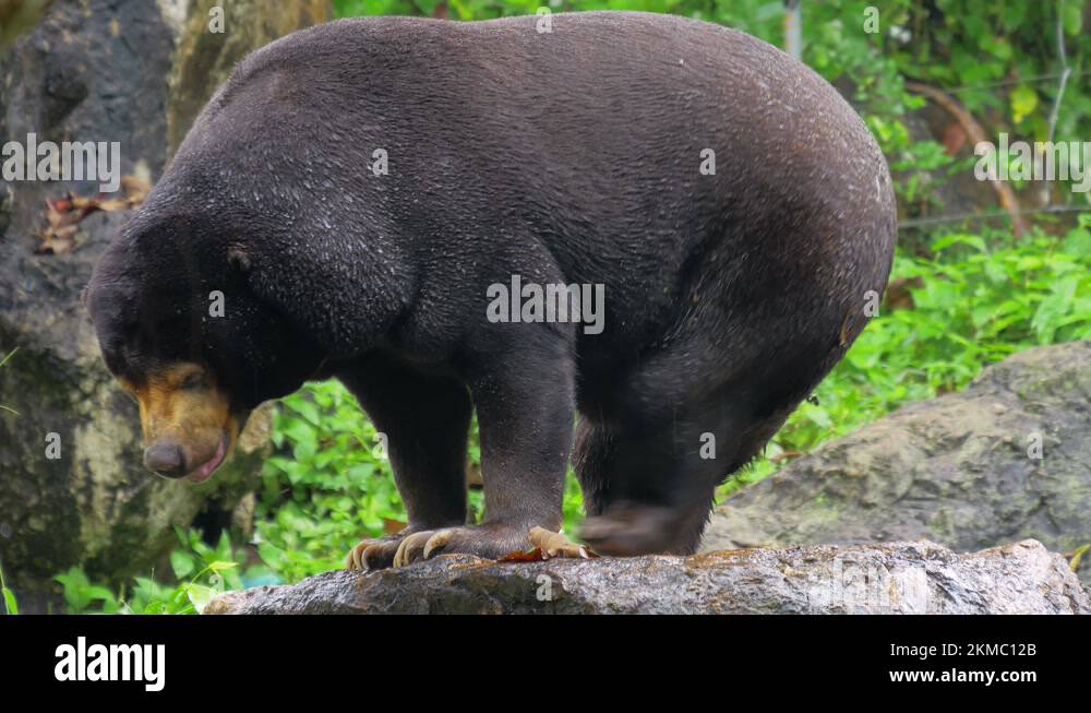 Bear behavior Stock Videos & Footage - HD and 4K Video Clips - Alamy