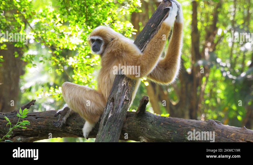 Brown gibbon primate on the tree branch yawning. Anatomically human ...