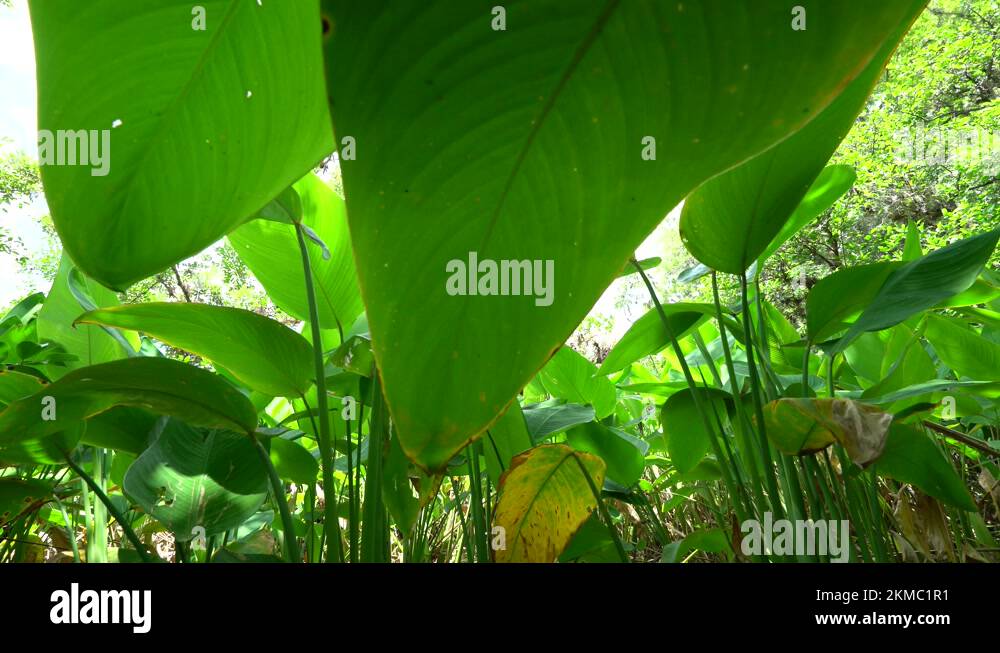 Alligator flag Stock Videos & Footage - HD and 4K Video Clips - Alamy