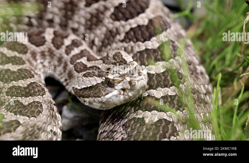 Coiled serpent Stock Videos & Footage - HD and 4K Video Clips - Alamy