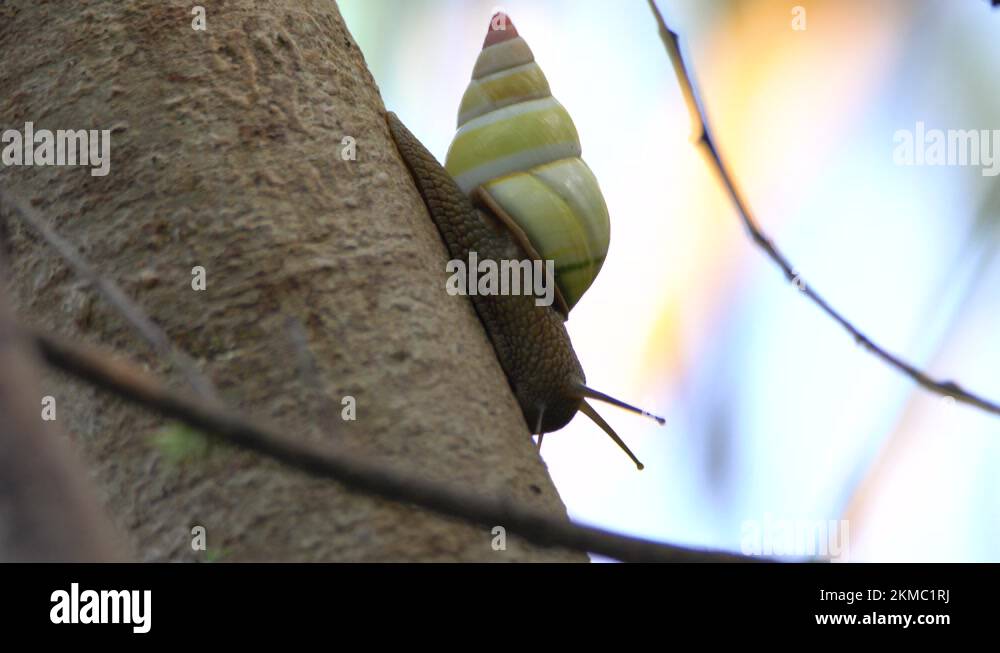 Tree snail Stock Videos & Footage - HD and 4K Video Clips - Alamy
