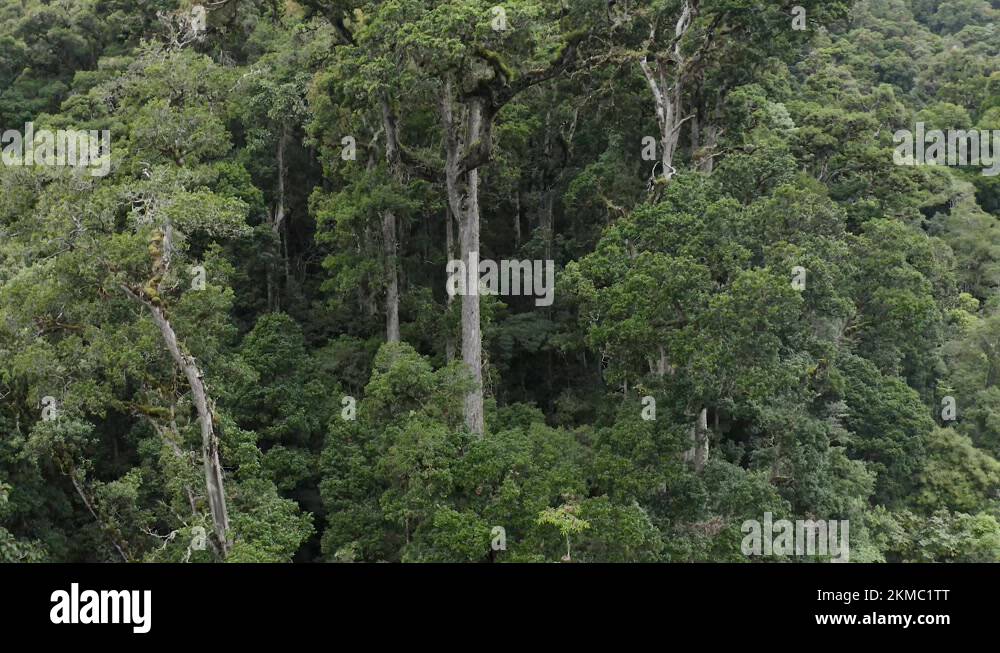 Jungles rainforests trees Stock Videos & Footage - HD and 4K Video ...