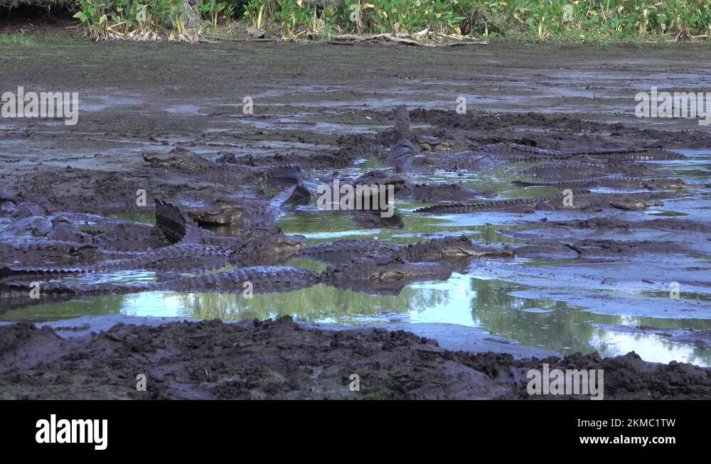 Congregation in nature Stock Videos & Footage - HD and 4K Video Clips ...