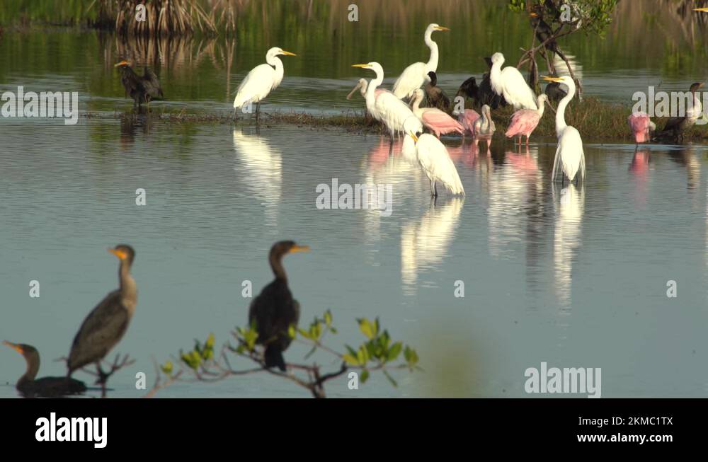 Aquatic landscapes Stock Videos & Footage - HD and 4K Video Clips - Alamy