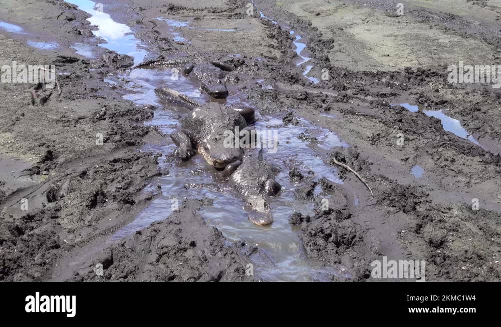 Crawling in mud hole Stock Videos & Footage - HD and 4K Video Clips - Alamy