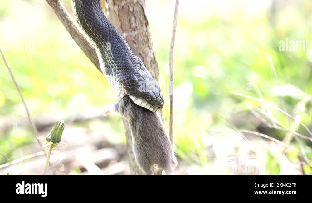 Rat caught by snake Stock Videos & Footage - HD and 4K Video Clips - Alamy Rat caught by snake Stock Videos & Footage - HD and 4K Video Clips - Alamy