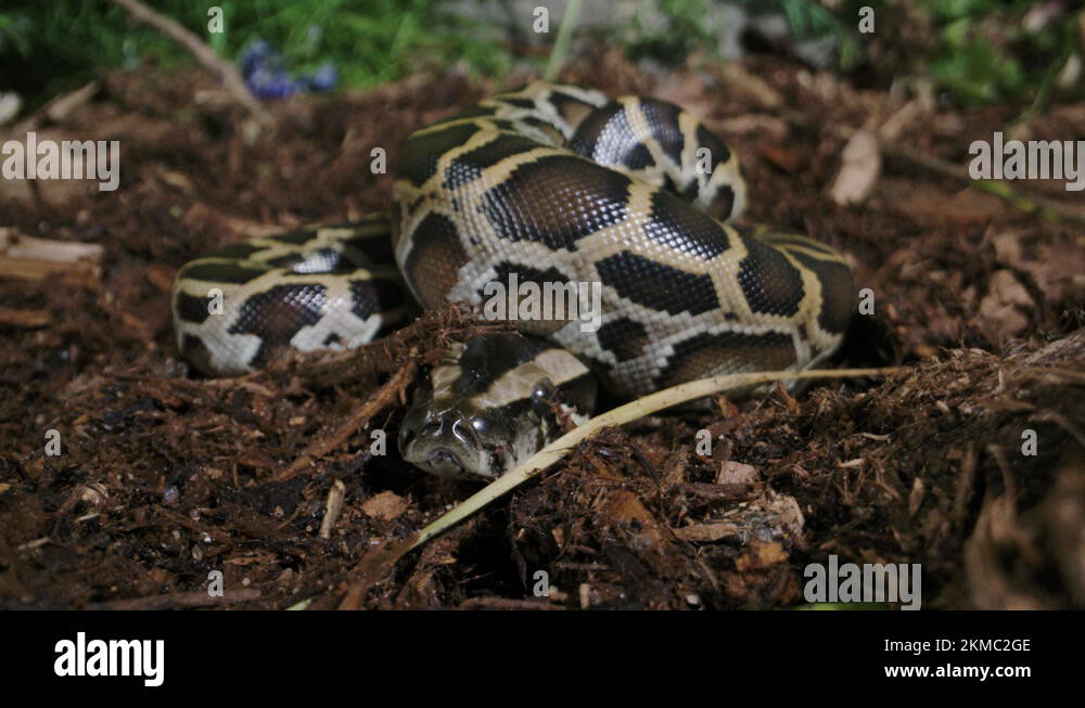 Burmese python close up Stock Videos & Footage - HD and 4K Video Clips ...