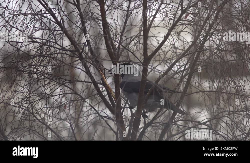 Crow building nest Stock Videos & Footage - HD and 4K Video Clips - Alamy