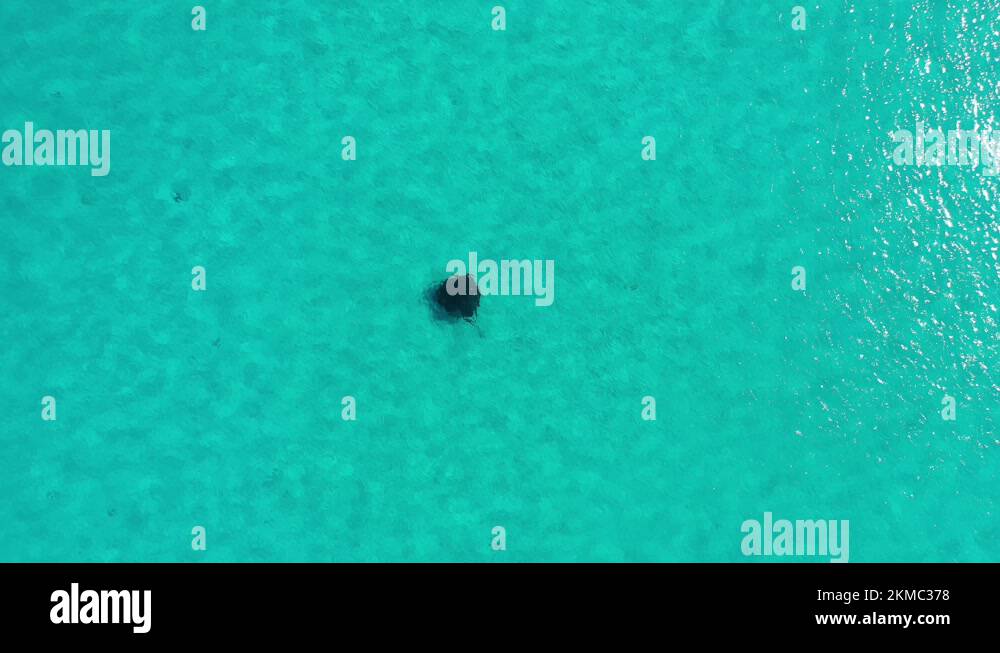 Top down view stingray swimming Stock Videos & Footage - HD and 4K ...