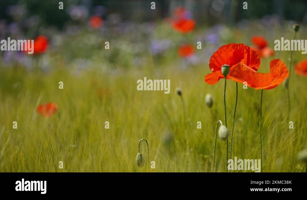 Poppy landscape Stock Videos & Footage - HD and 4K Video Clips - Alamy