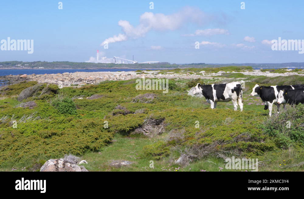Coastal cows in Halland in industrial background. Cows walking along a ...