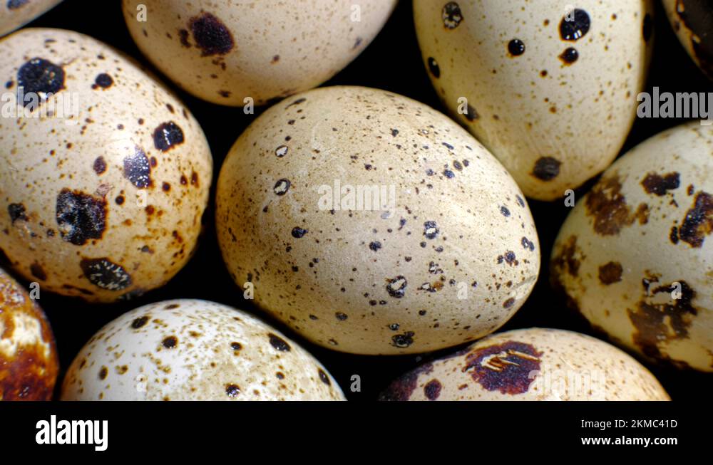 Mottled eggs Stock Videos & Footage - HD and 4K Video Clips - Alamy