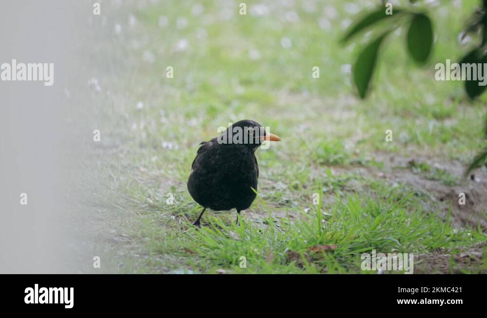 Turdus merula bird Stock Videos & Footage - HD and 4K Video Clips - Alamy