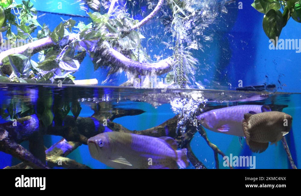 Slow motion. Saratoga fish, Australian Bonytongue springs to capture ...