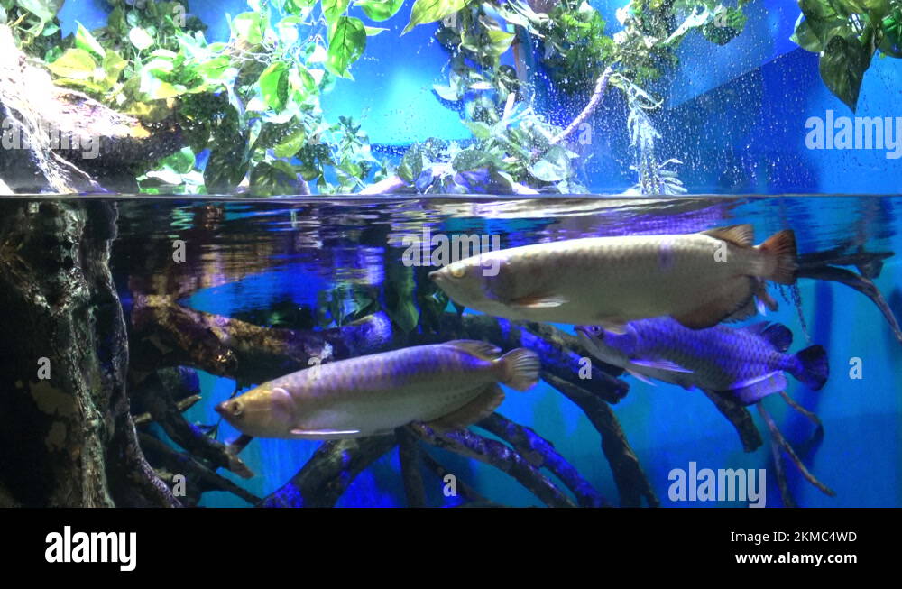 Saratoga fish, Australian / Spotted Bonytongue springs to capture a ...