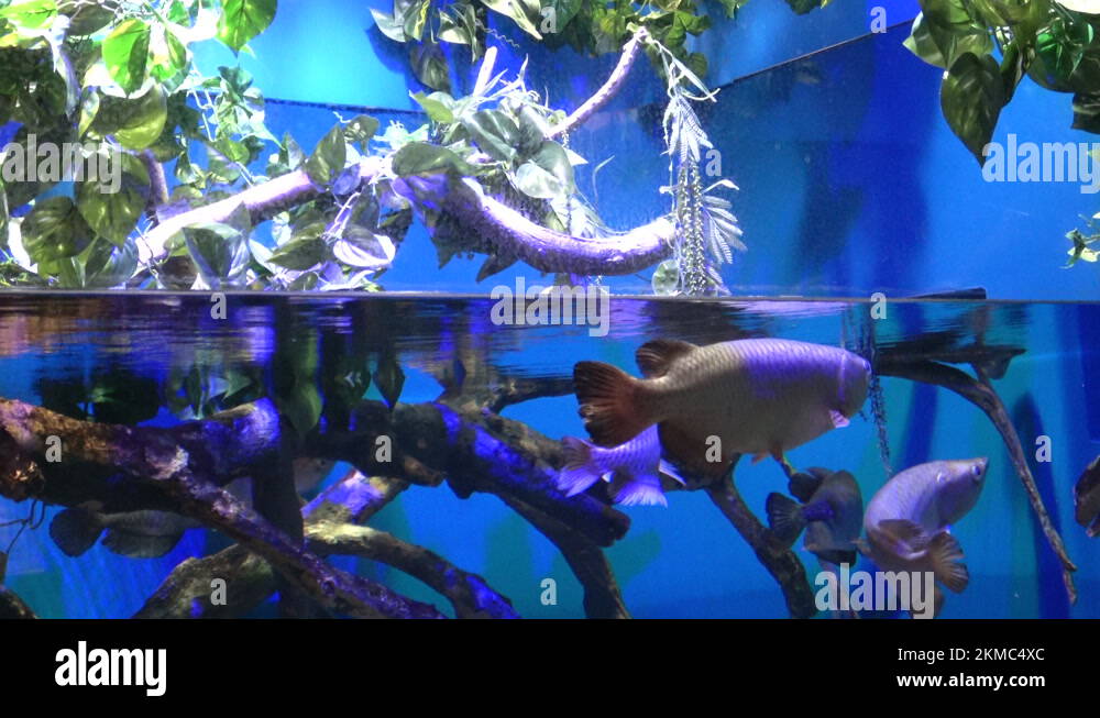 Saratoga fish swimming underwater in aquarium. Australian / Spotted ...