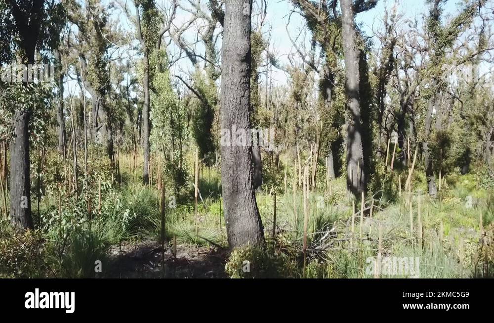 Dead timber close up Stock Videos & Footage - HD and 4K Video Clips - Alamy