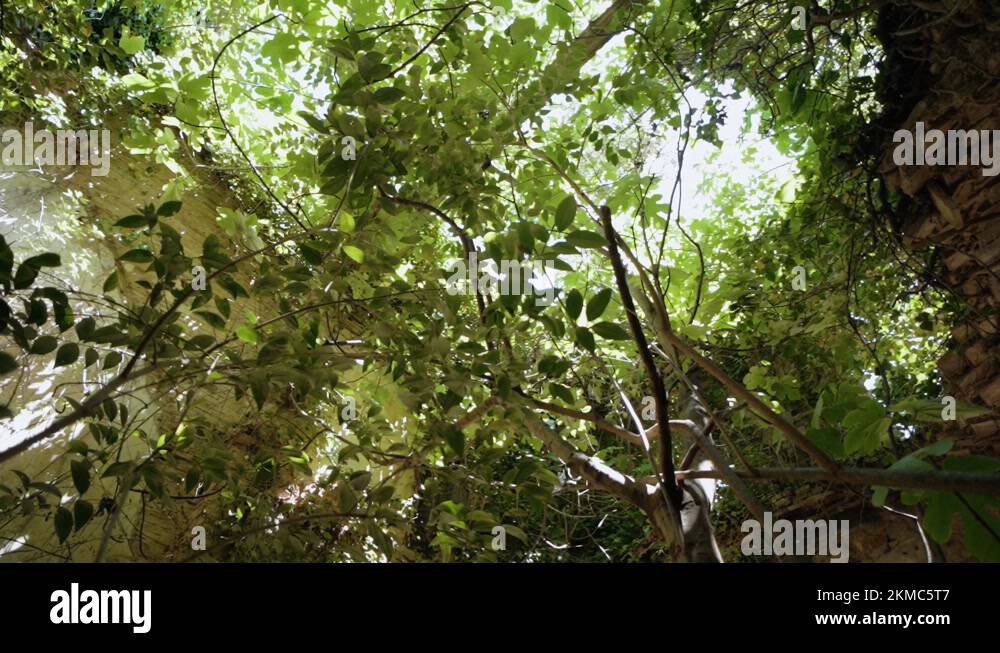 A tree grows inside a ruined building. Nature taking its space inside ...