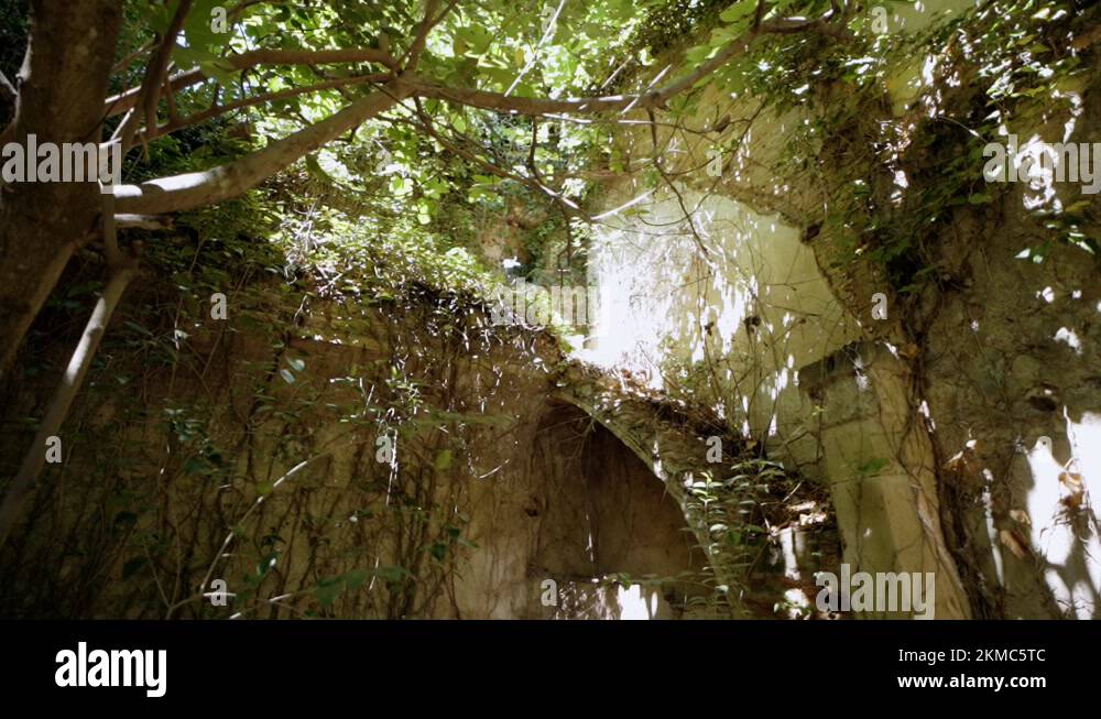 A tree grows inside a ruined building. Ruined building is conquered by ...