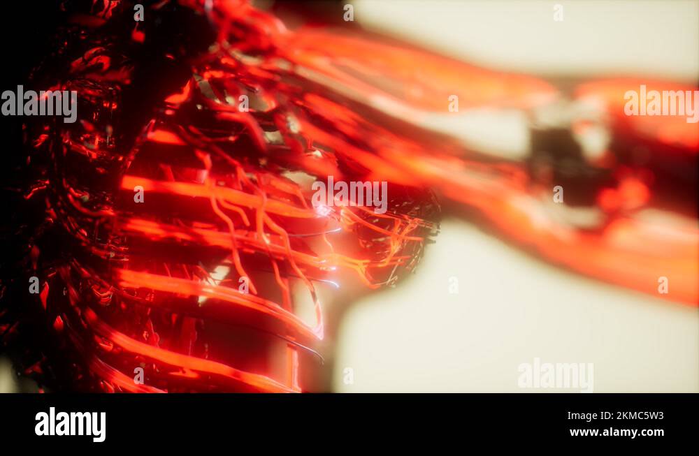 inspection of blood in the blood vessels of the circulatory system ...