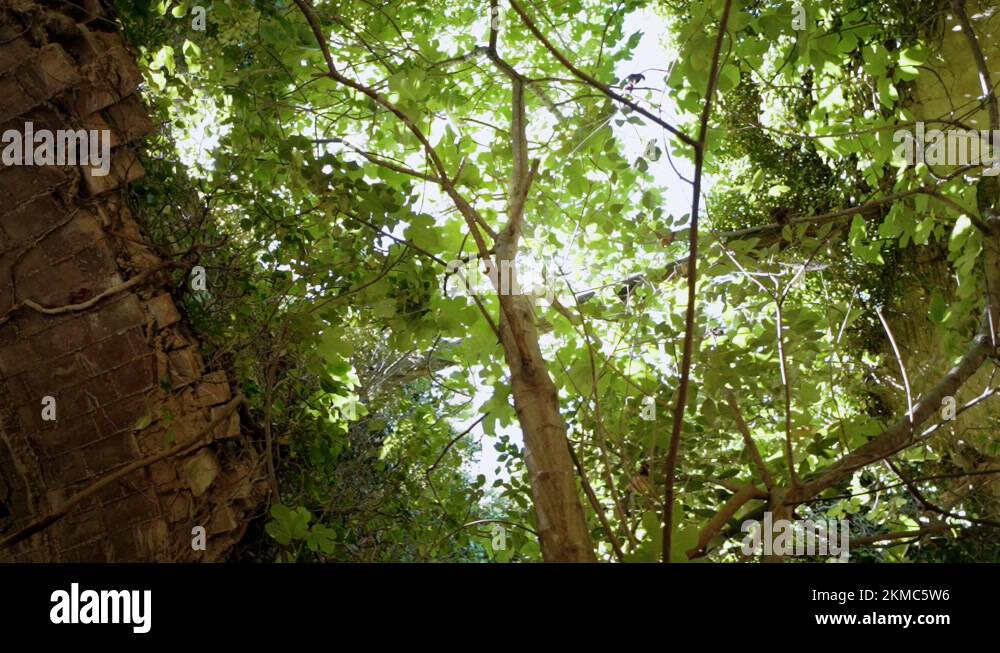 Nature reclaiming building Stock Videos & Footage - HD and 4K Video ...