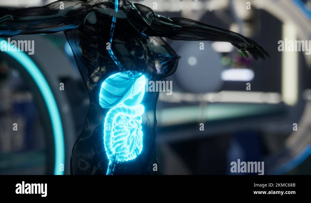 human digestive system anatomy exam in laboratory Stock Video Footage ...