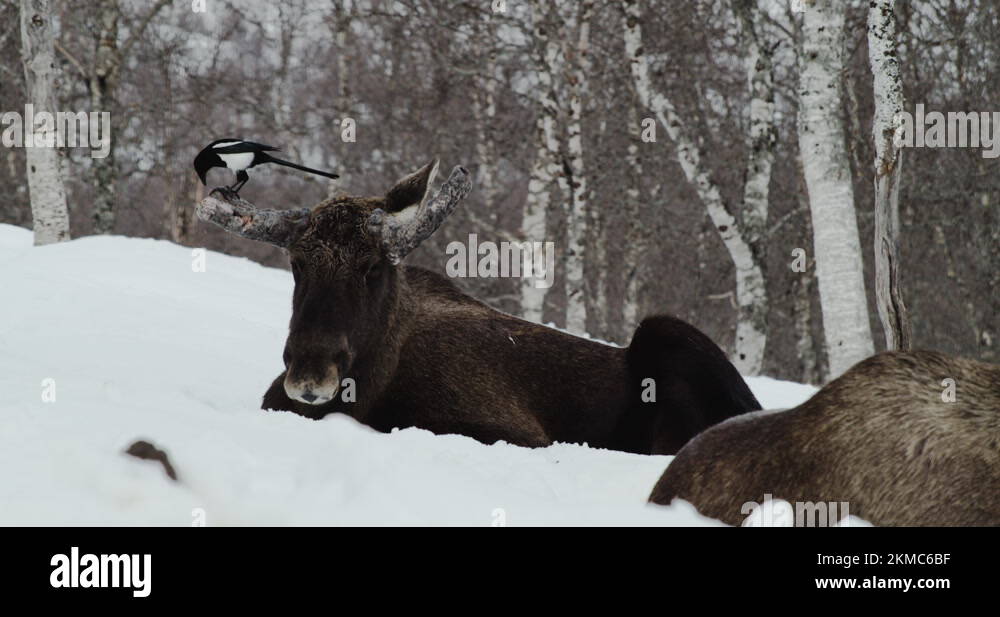 Magpie Bird Pecking On Antler Of A Moose Lying Down In Snowy Forest ...