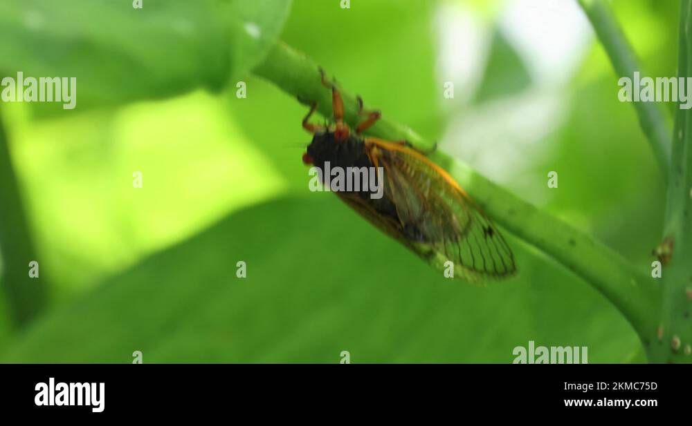 Cicada insect cicadas insects Stock Videos & Footage - HD and 4K Video ...