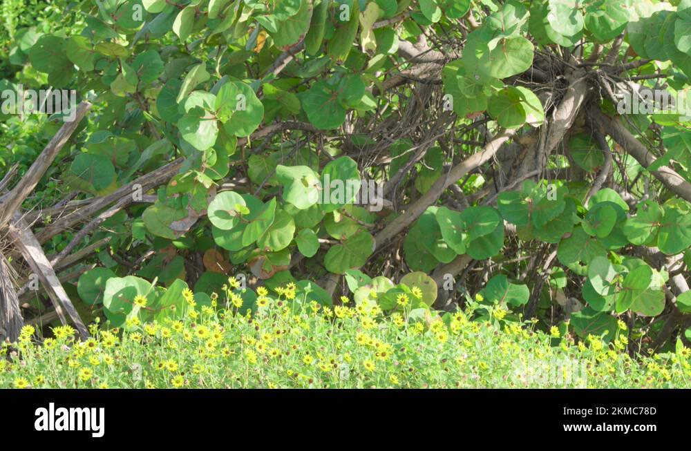Sea grape plants Stock Videos & Footage - HD and 4K Video Clips - Alamy
