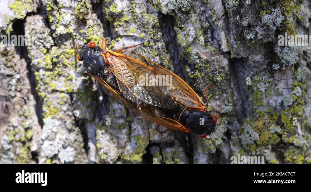 Cicadas emerge Stock Videos & Footage - HD and 4K Video Clips - Alamy