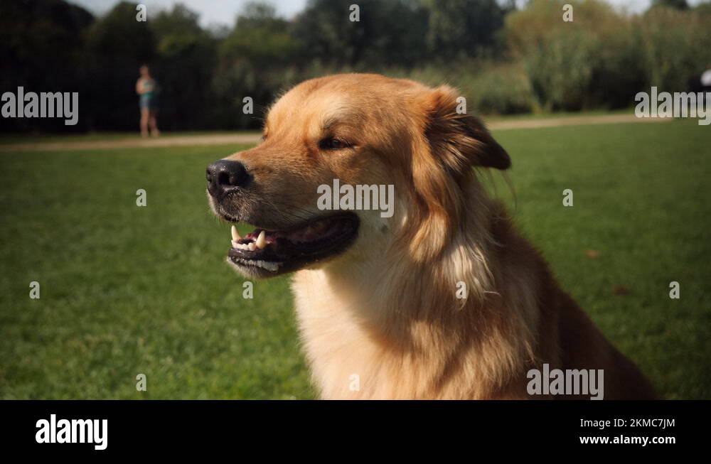 Labrador cross dog Stock Videos & Footage - HD and 4K Video Clips - Alamy
