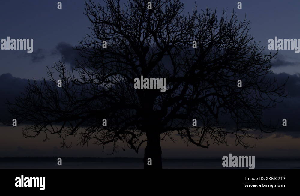 Scary dark tree silhouette Stock Videos & Footage - HD and 4K Video ...