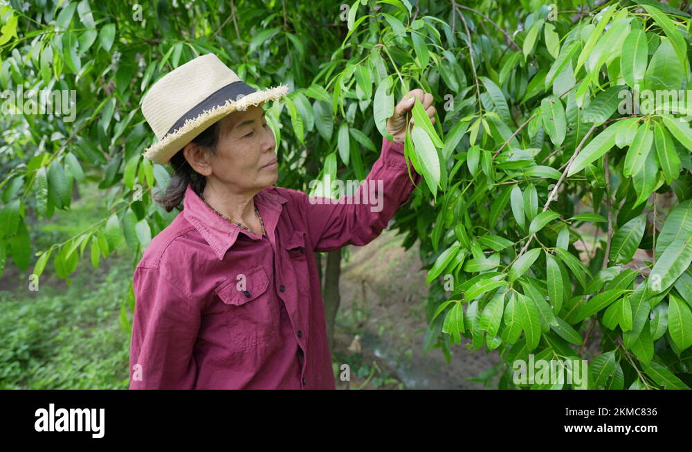Agriculture concept of 4k Resolution. Farmers are checking the growth ...