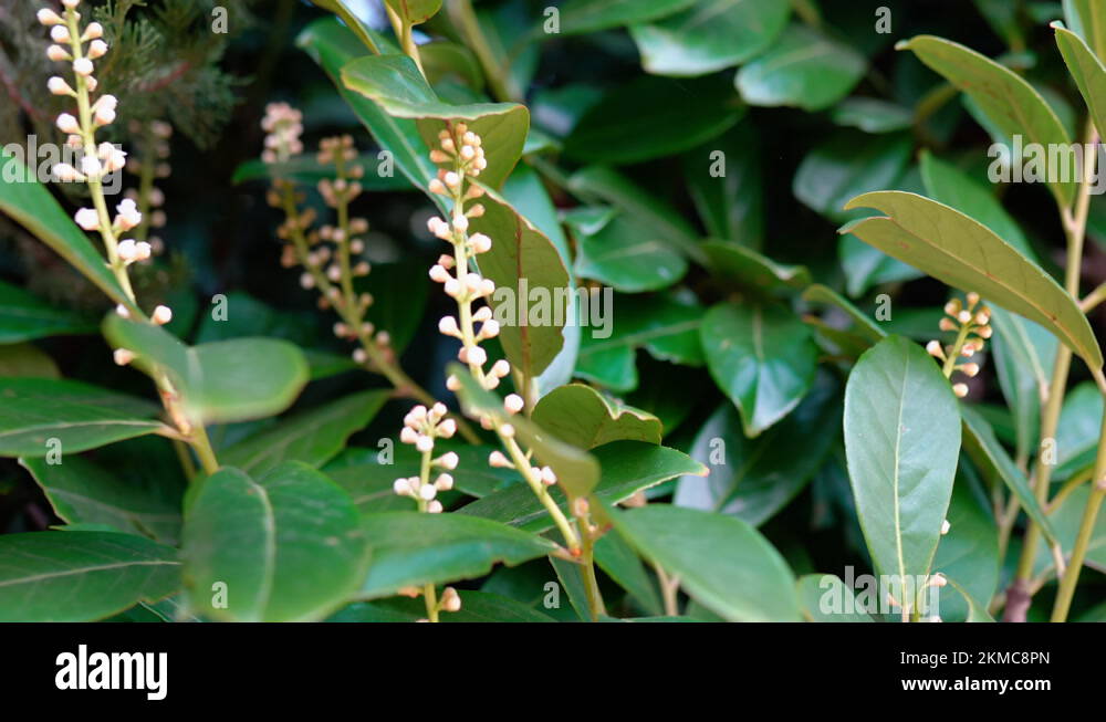 Laurel tree in bloom Stock Videos & Footage - HD and 4K Video Clips - Alamy