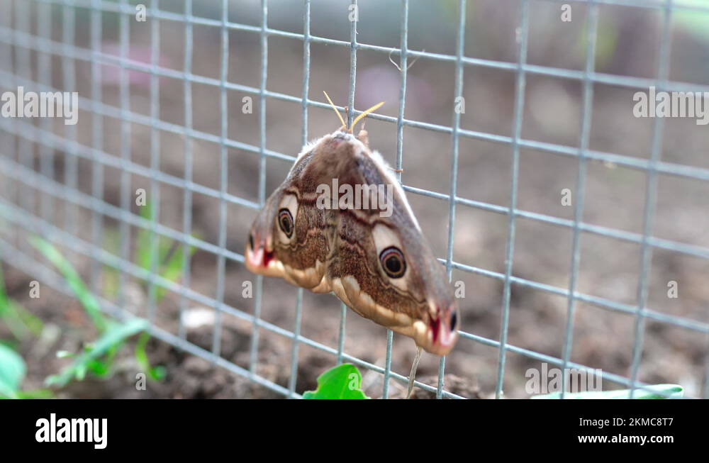 Beautiful exotic butterfly sitting on metal grate on blurred nature ...