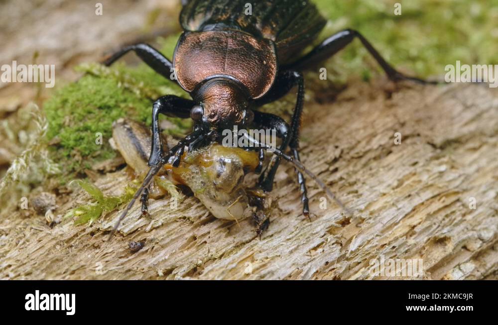 Predatory beetle Stock Videos & Footage - HD and 4K Video Clips - Alamy
