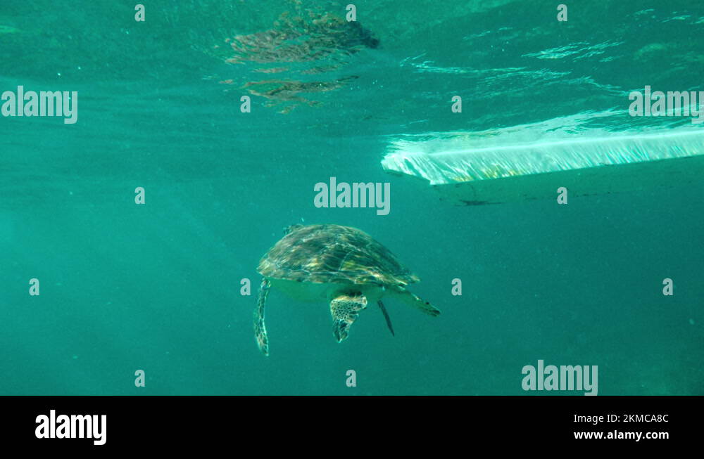 Tulum turtle Stock Videos & Footage - HD and 4K Video Clips - Alamy