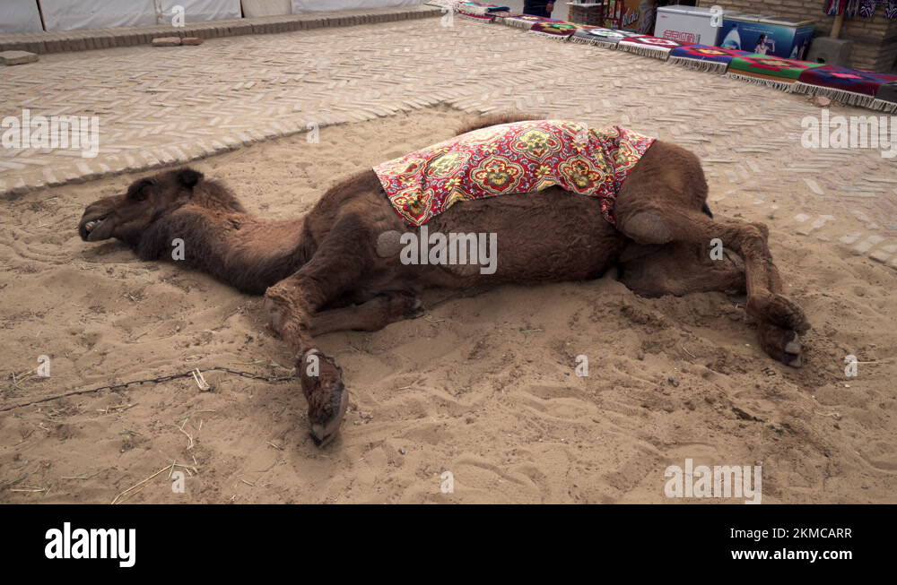 Camel lying beach Stock Videos & Footage - HD and 4K Video Clips - Alamy