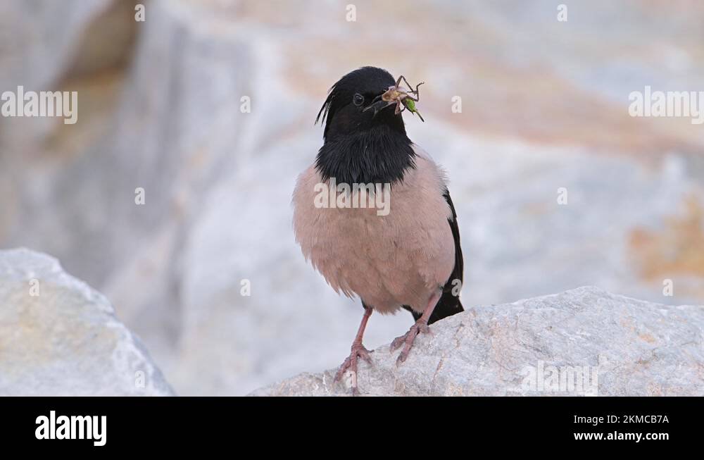 Bird eating grasshopper Stock Videos & Footage - HD and 4K Video Clips ...