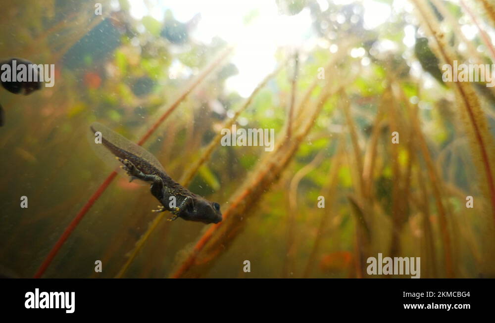 Tadpoles swimming underwater Stock Videos & Footage - HD and 4K Video ...