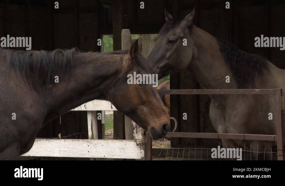 Angles animal Stock Videos & Footage - HD and 4K Video Clips - Alamy