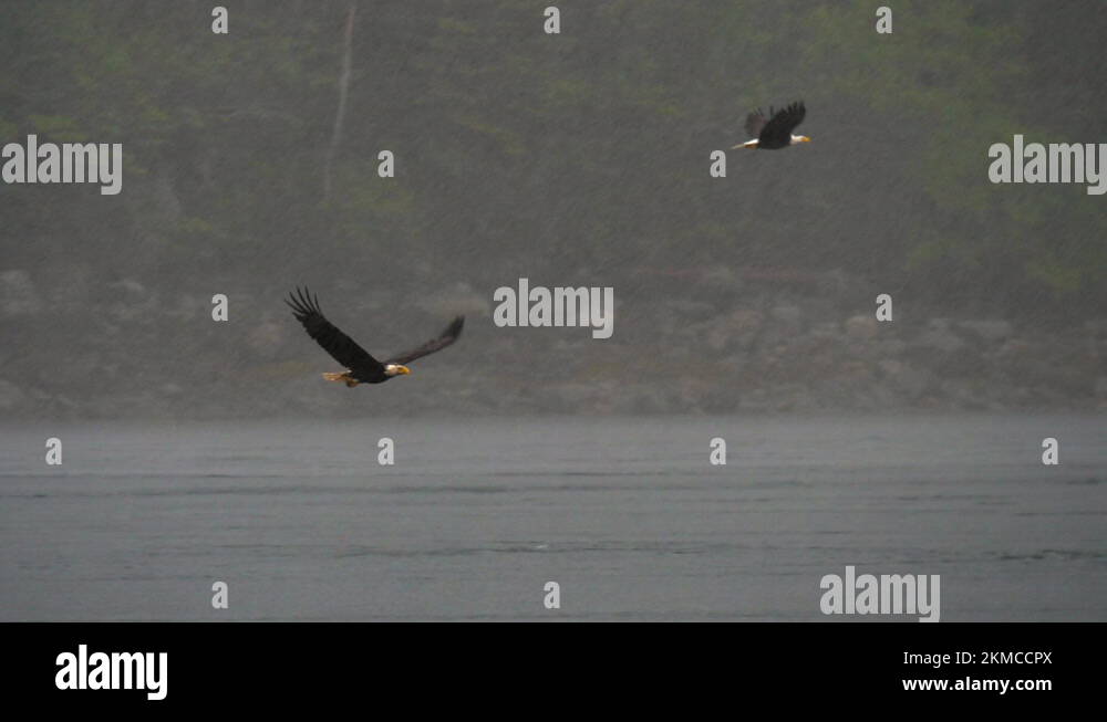 Bald eagle flying over trees Stock Videos & Footage - HD and 4K Video ...