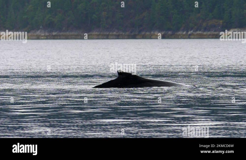 Fin of whale Stock Videos & Footage - HD and 4K Video Clips - Alamy