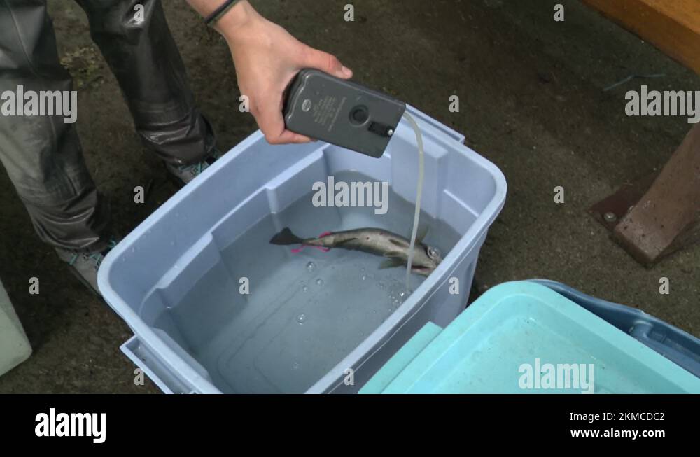 Tagging equipment Stock Videos & Footage - HD and 4K Video Clips - Alamy