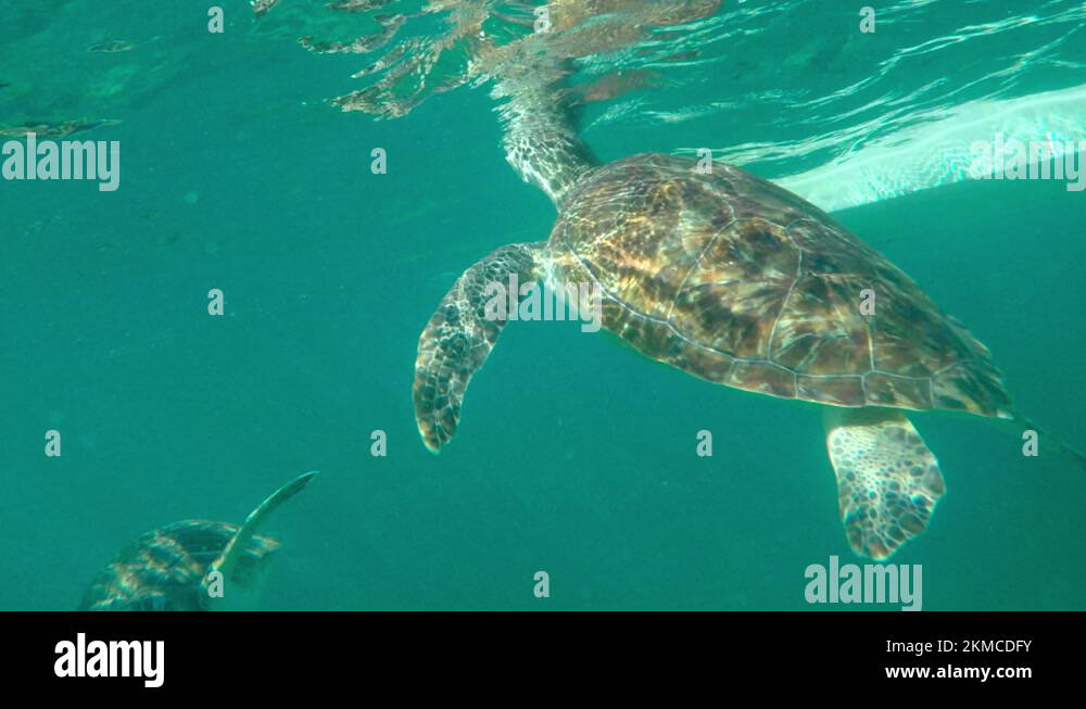 Beautiful ocean animals Stock Videos & Footage - HD and 4K Video Clips ...