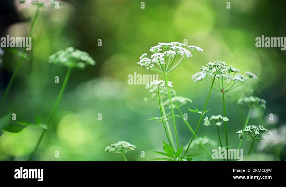 Wildflower Cow Parsley, Anthriscus sylvestris Stock Video Footage - Alamy
