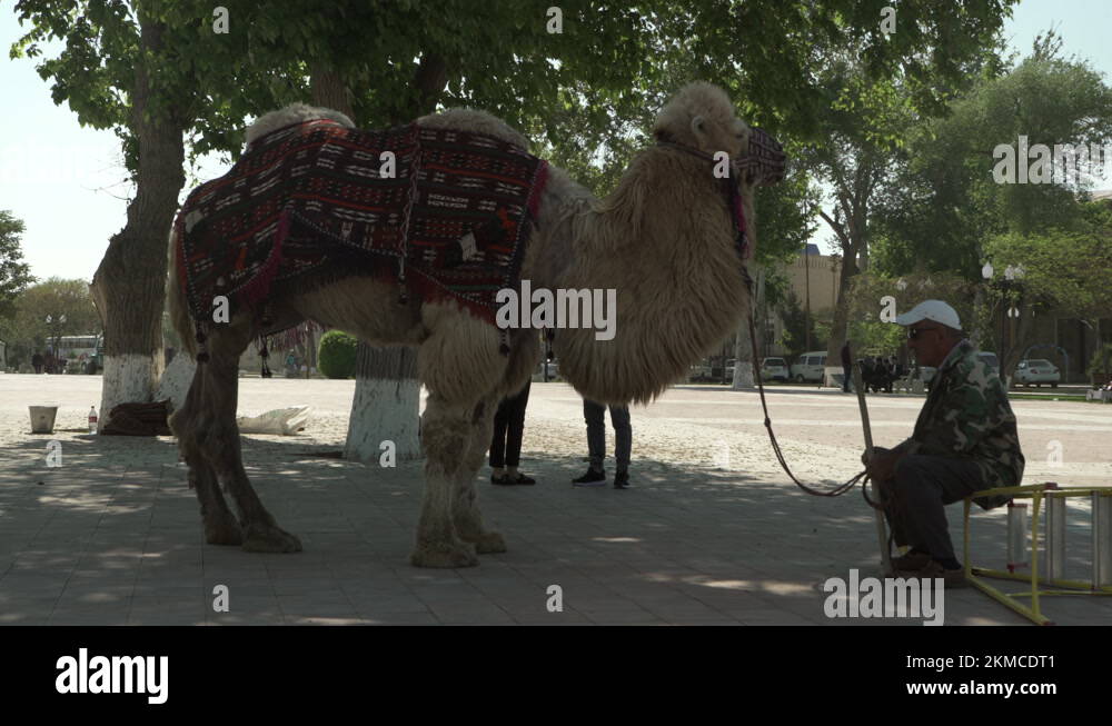 Camel under tree Stock Videos & Footage - HD and 4K Video Clips - Alamy