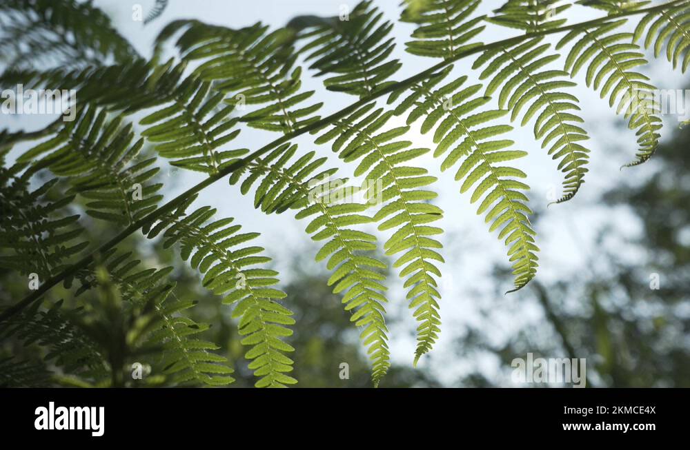 Dinosaur plant Stock Videos & Footage - HD and 4K Video Clips - Alamy