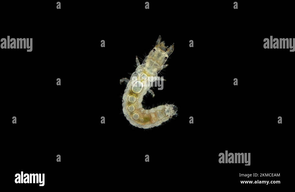 Beetle larva of family Hydrophilidae under a microscope, order ...