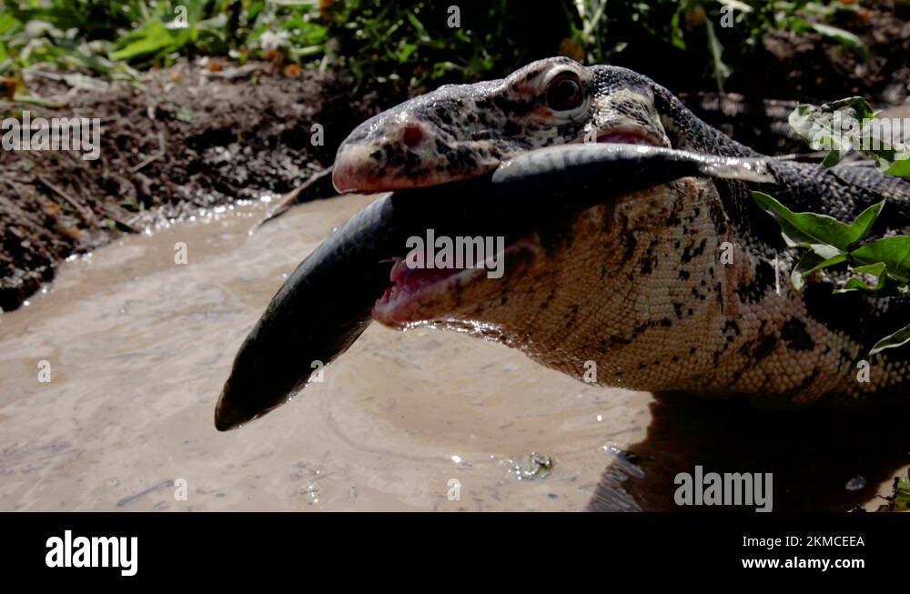 Fish eating lizard Stock Videos & Footage - HD and 4K Video Clips - Alamy